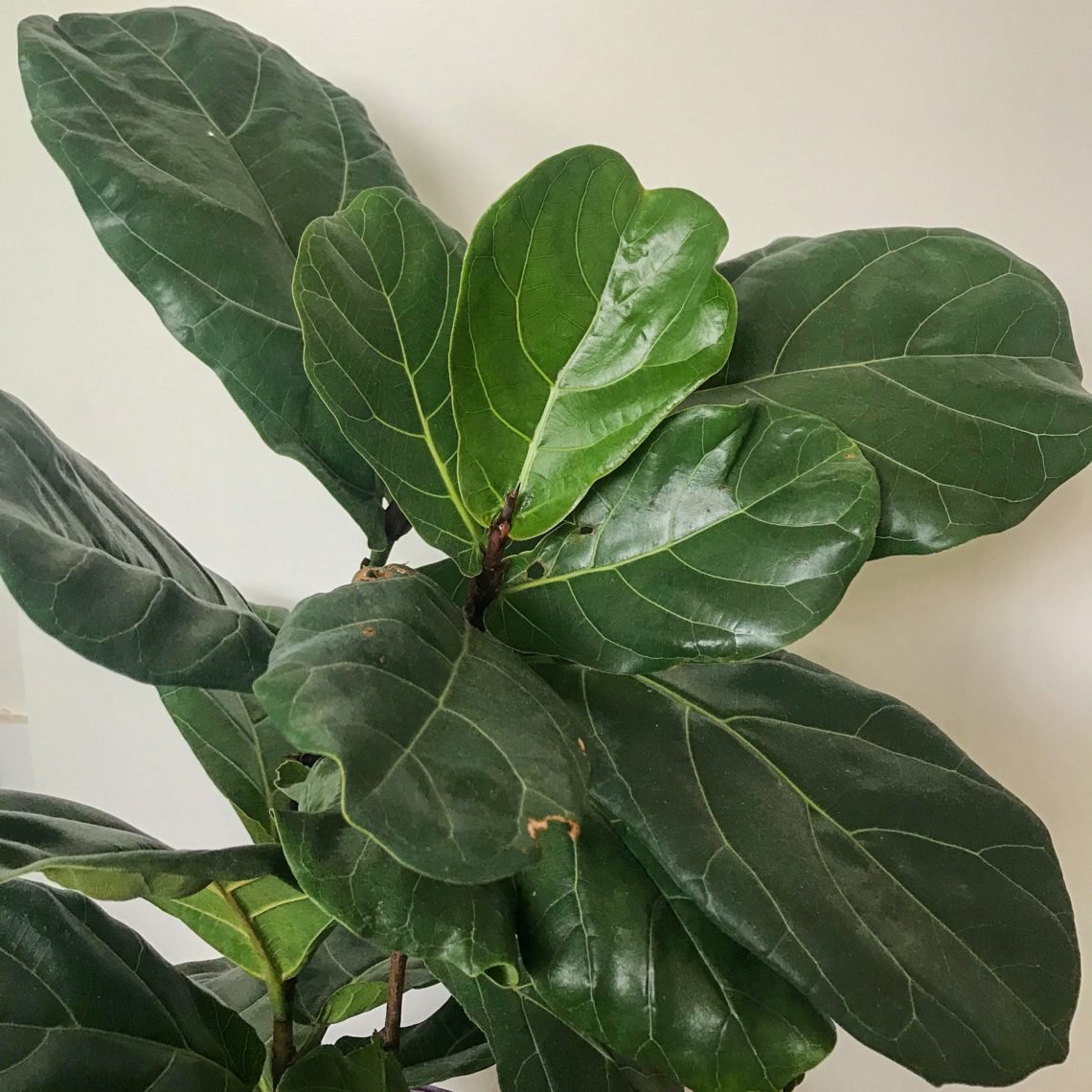 21 Must Have Philodendron Varieties To Keep Indoors