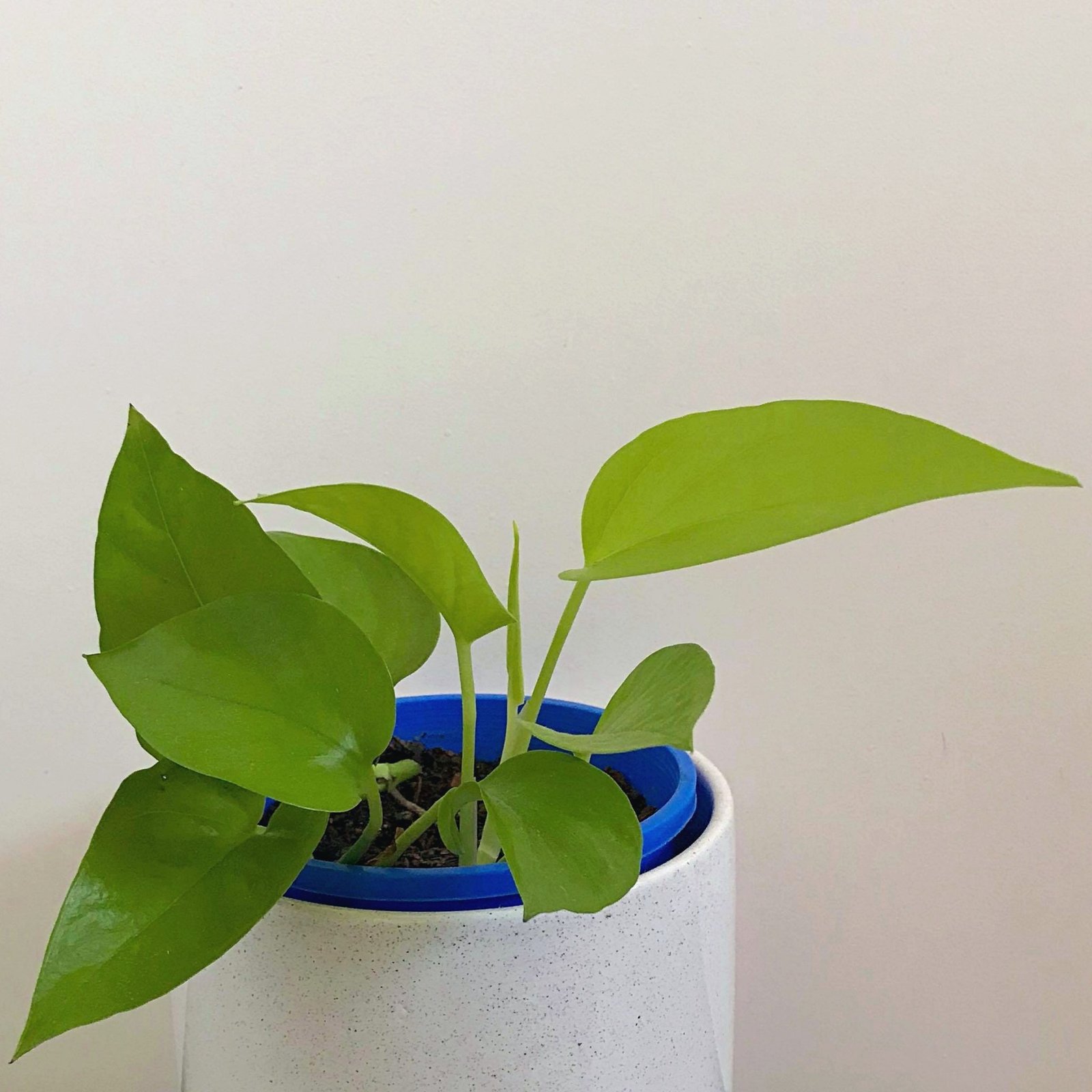 Cebu Blue Pothos - Indoor Plant Addicts