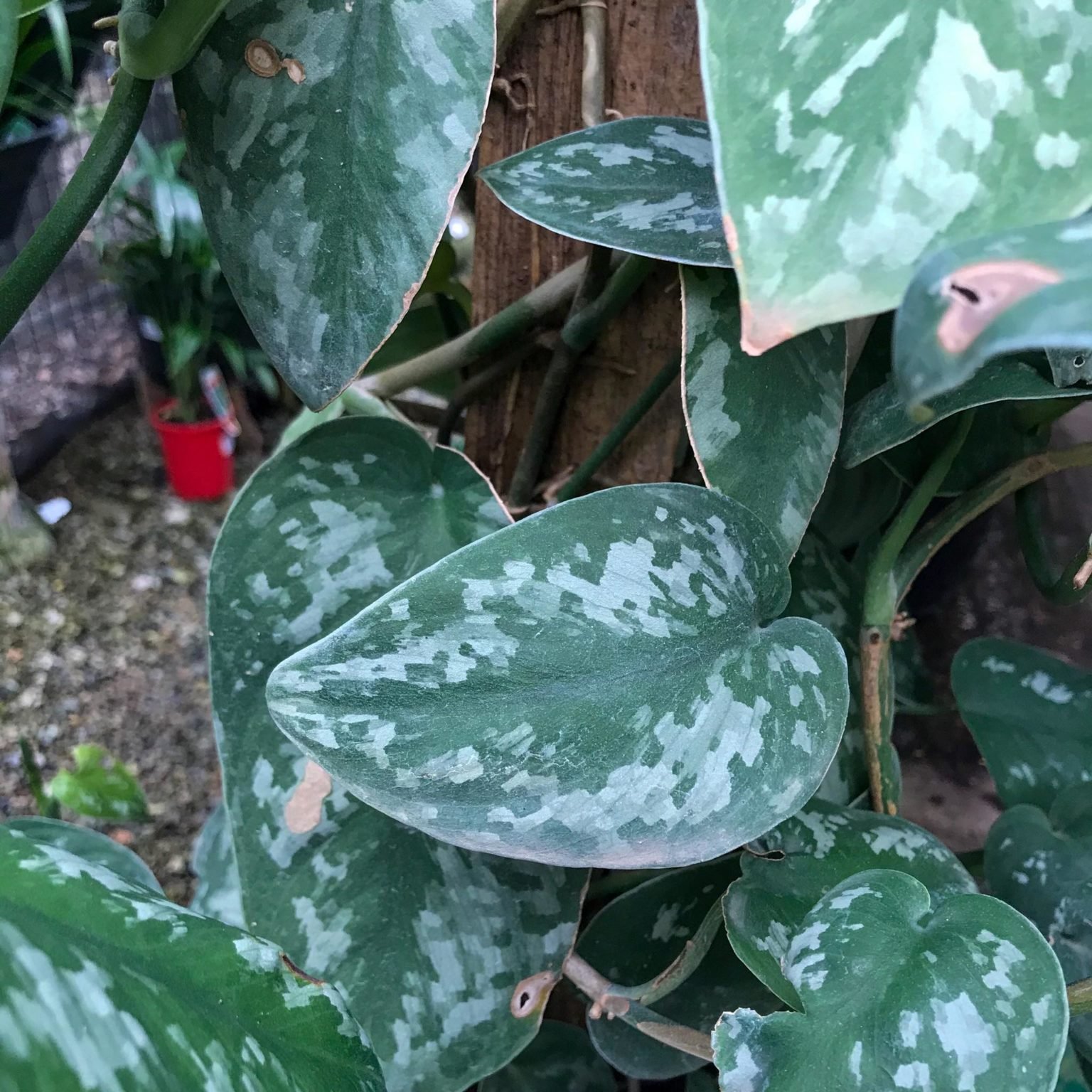 Pothos Silver Satin - Indoor Plant Addicts