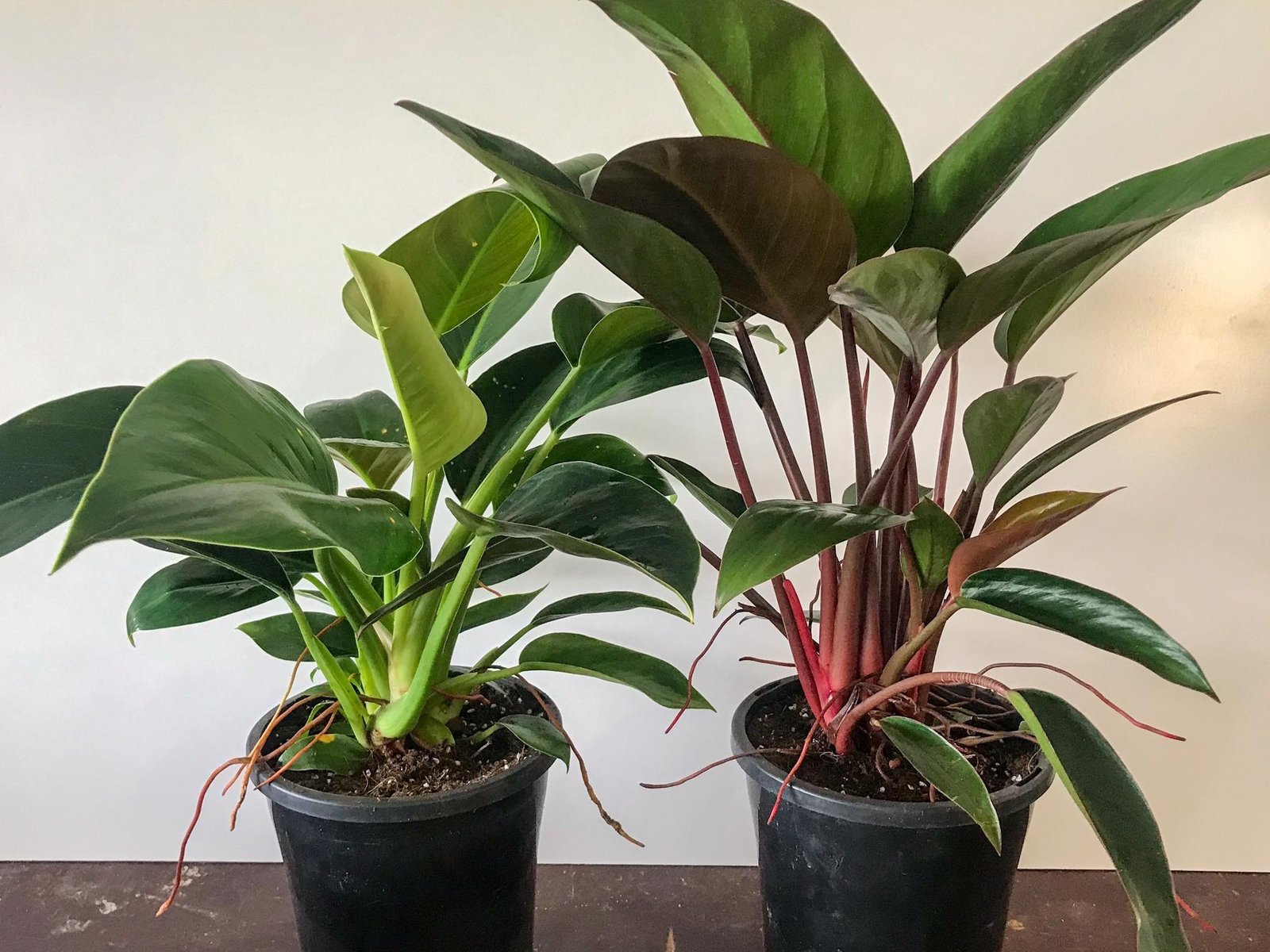 About Us - Indoor Plant Addicts