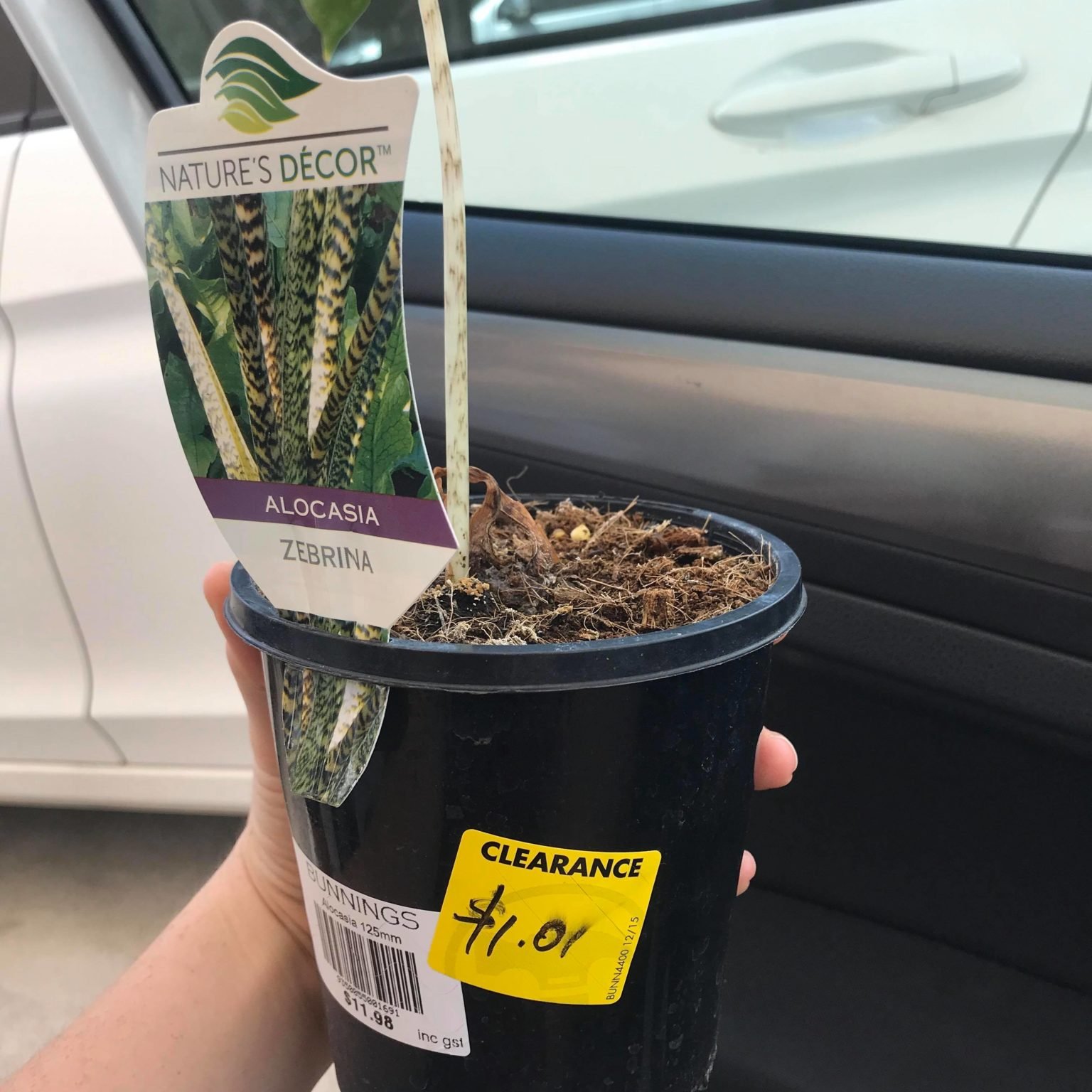 Reviving Indoor Plants - Indoor Plant Addicts