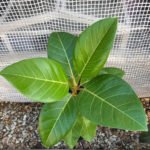 Ficus Audrey the Must Read Guide for C % are | Indoor Plant Addicts