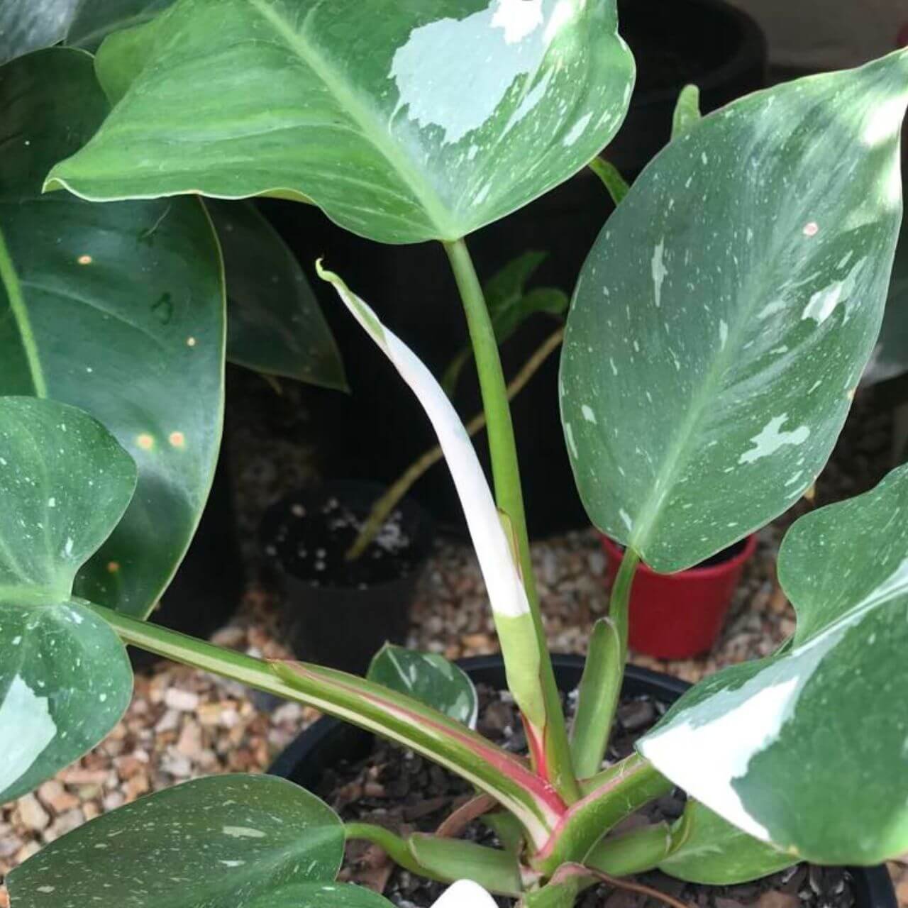 White Knight Philodendron Care (Everything you need to know)