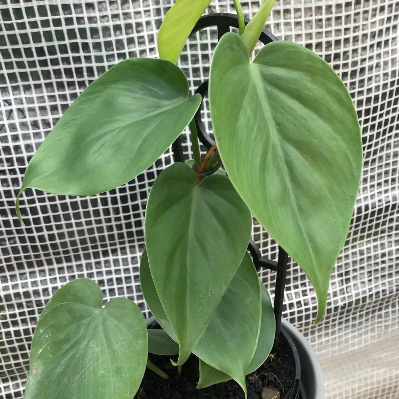 21 Must Have Philodendron Varieties To Keep Indoors