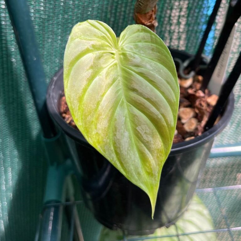 21 Must Have Philodendron Varieties To Keep Indoors