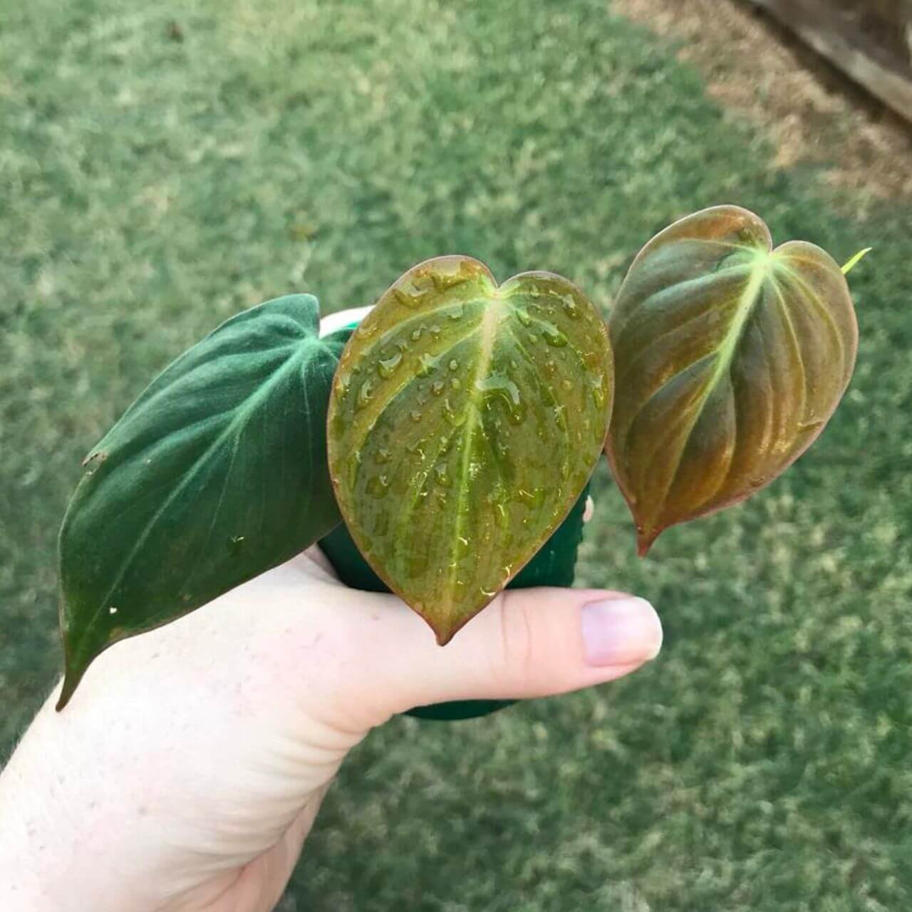 21 Must Have Philodendron Varieties To Keep Indoors