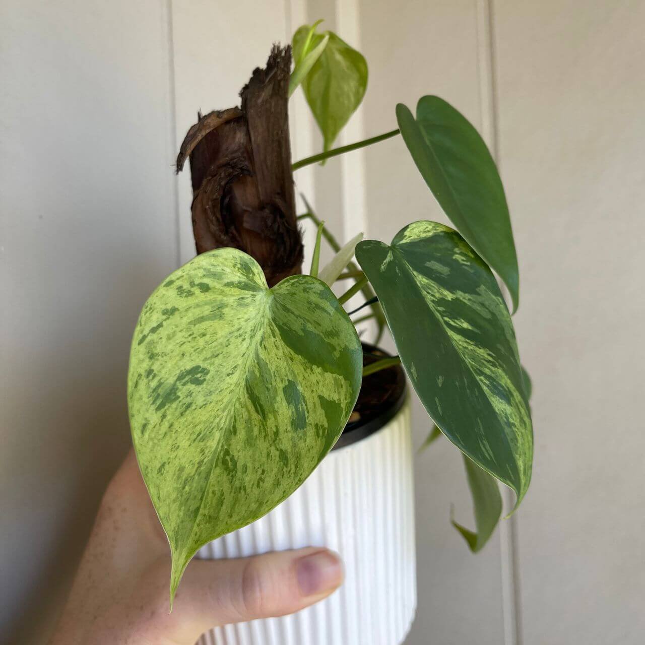 21 Must Have Philodendron Varieties To Keep Indoors